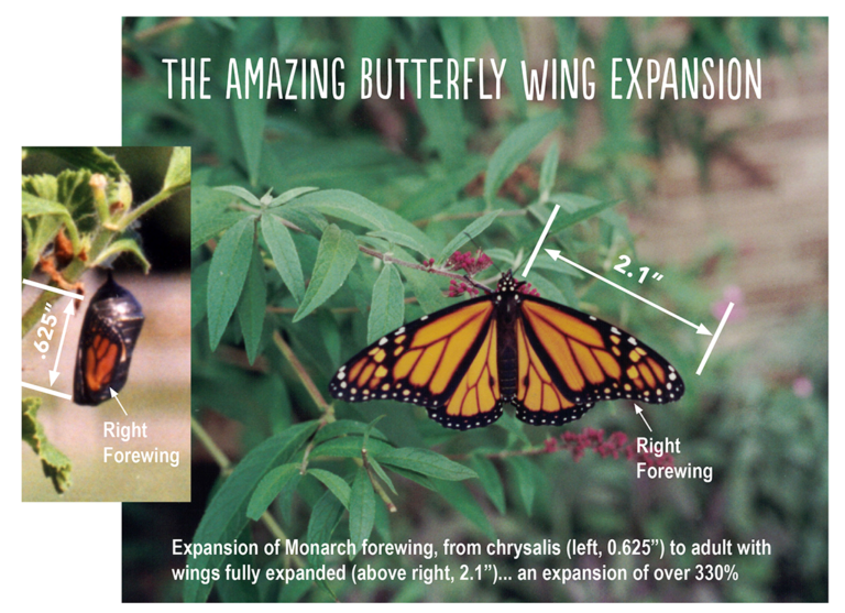 Butterfly Flight - Putney Designs, LLC