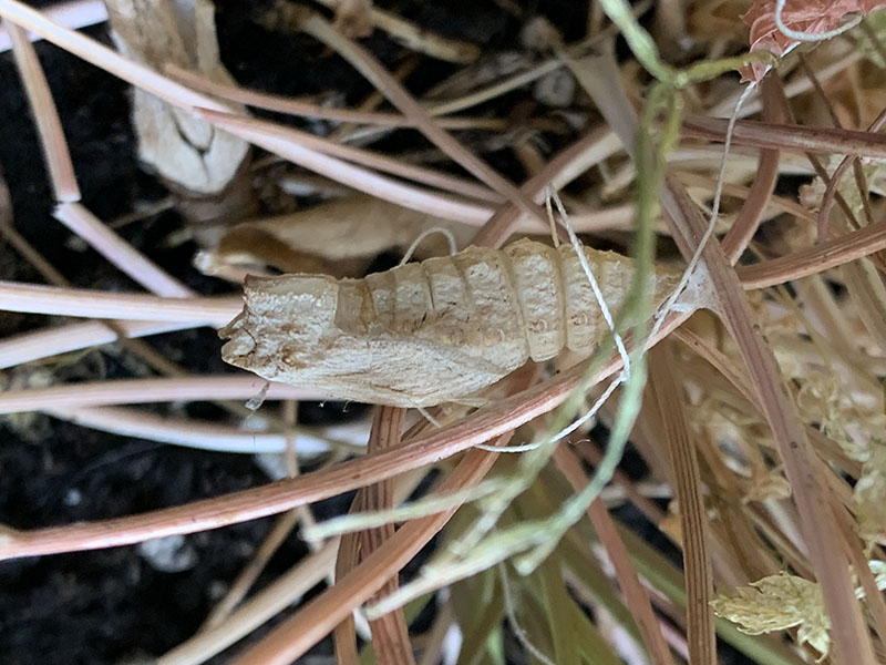 2021 Butterflies – Putney Designs, LLC